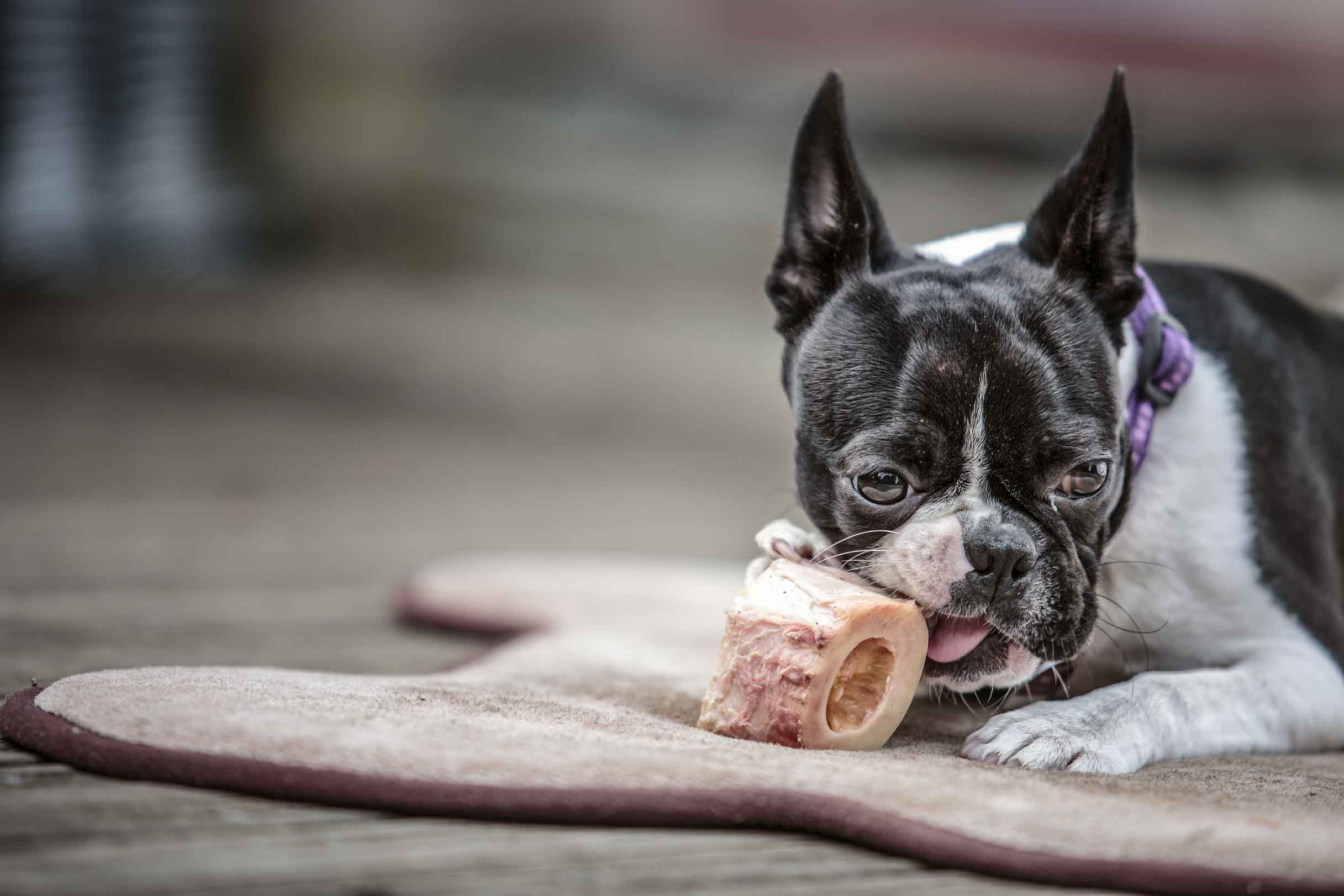 Bison Pet Food, Treats & Chews | 100% Grass Fed and Finished ...