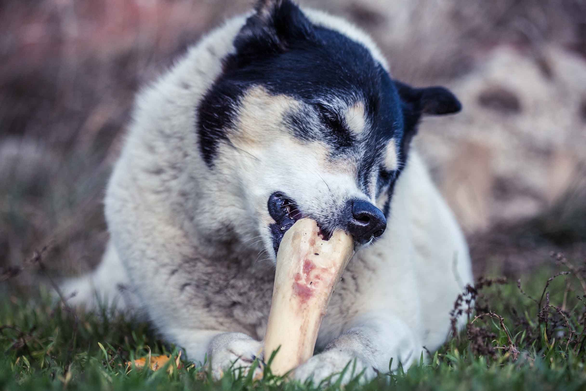 Bison Bone Chews & Bison Bully Sticks | 100% Grass Fed and Finished ...