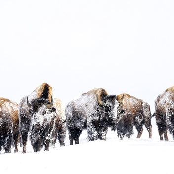 Northstar Bison | 100% Grass Fed & Finished, Field Harvested