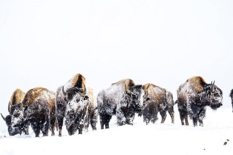 Northstar Bison | 100% Grass Fed & Finished, Field Harvested