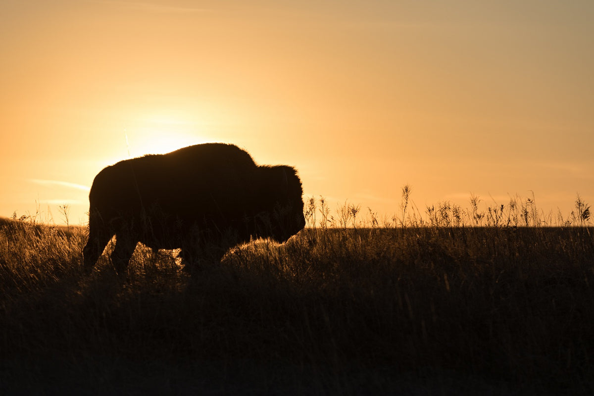 Northstar Bison | 100% Grass Fed & Finished, Field Harvested