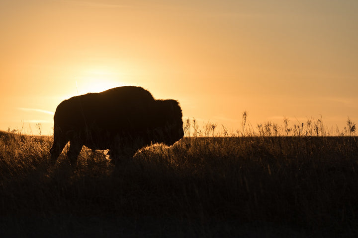 Northstar Bison | 100% Grass Fed & Finished, Field Harvested