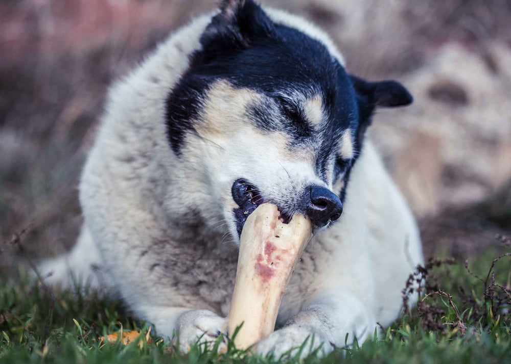 Bison Organ Meats, Bones & Fat | 100% Grass Fed and Finished ...